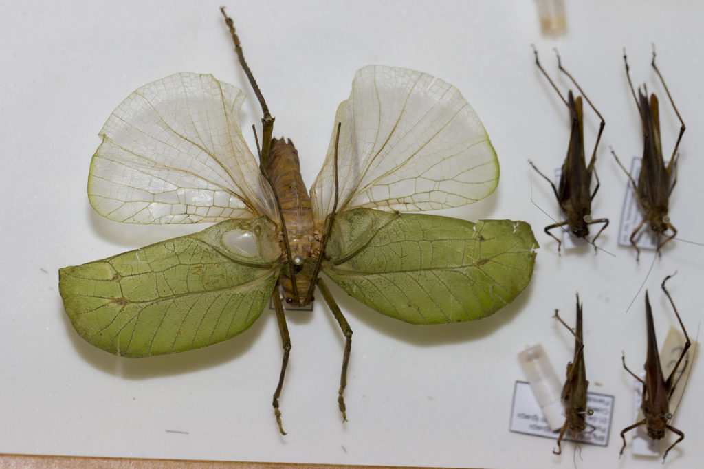 Pesquisadores da UNILA descobrem novas espécies de insetos no Parque ...